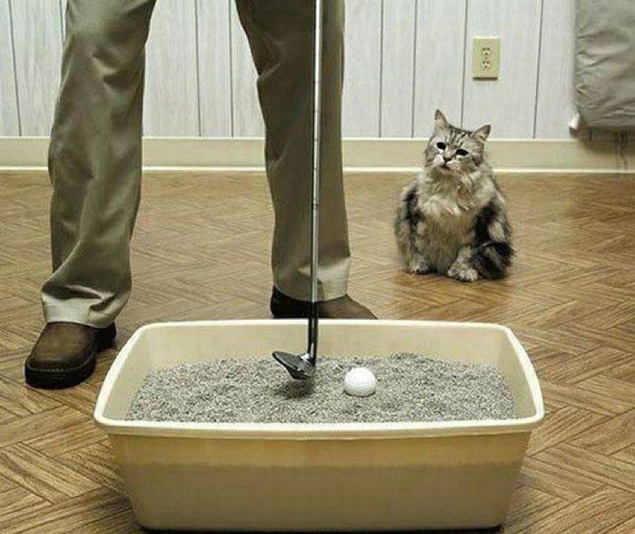 Humour Chat Litiere | Humourve Humour Chat Litiere | Humourve