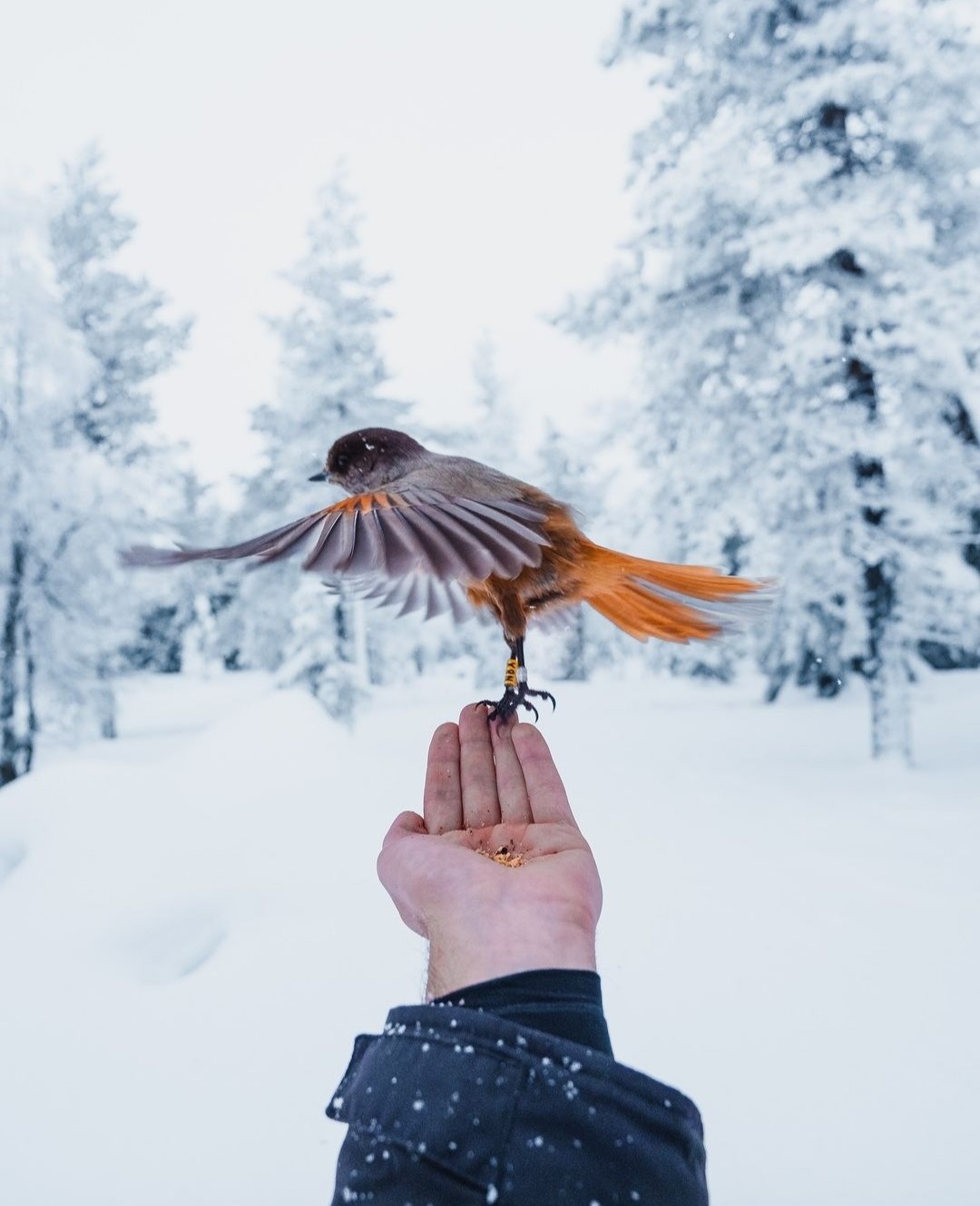 debout les oiseaux - Bretzel liquide, humour noir, propos absurdes et ...